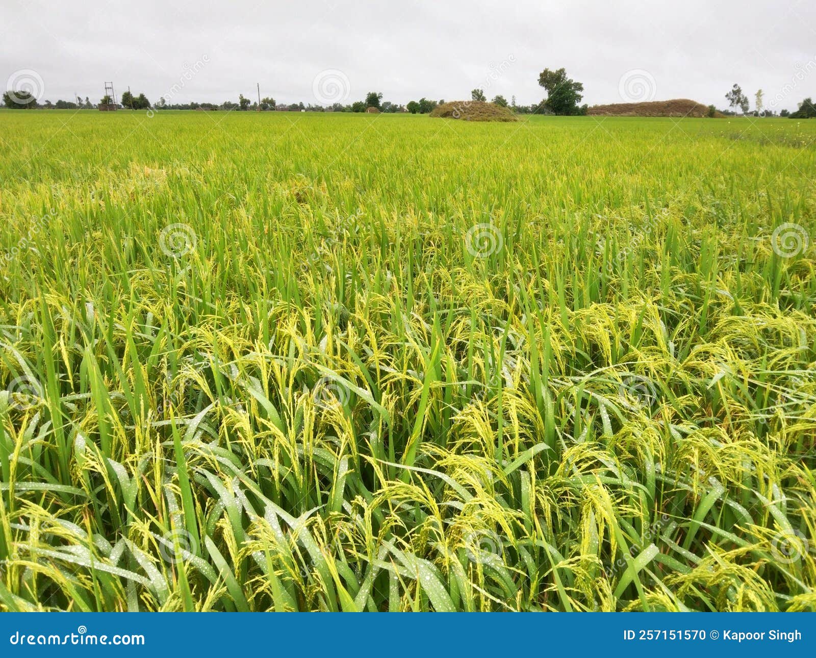 Unripe paddy rice stock photo. Image of green, paddy - 257151570