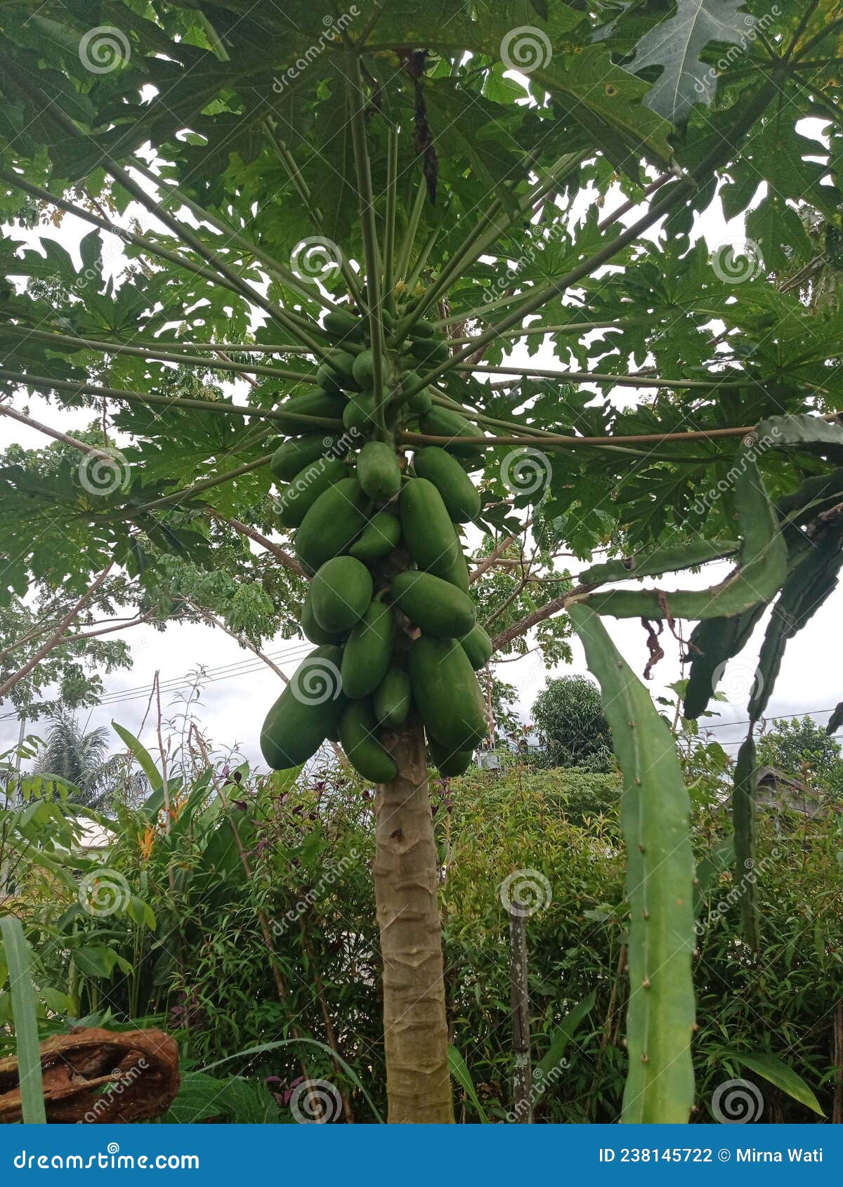 Unripe Papaya Fruit is Still Green Stock Photo - Image of papaya ...