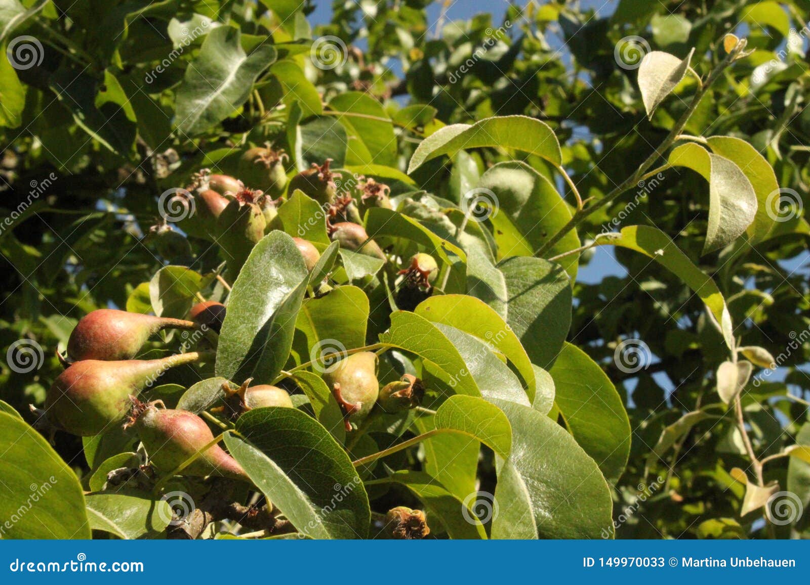 Unripe Pears on a Pear Tree Stock Image - Image of pear, pears: 149970033