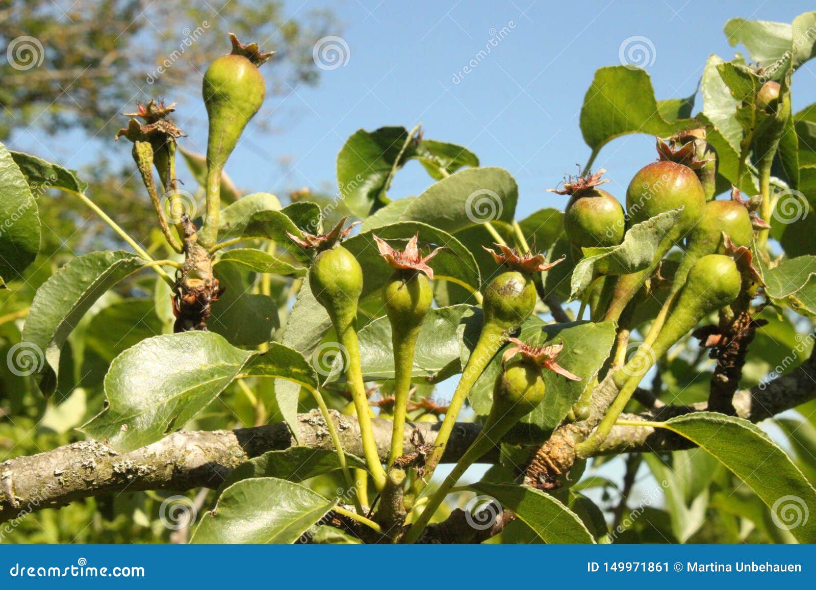 Unripe Pears on a Pear Tree Stock Image - Image of spring, pear: 149971861