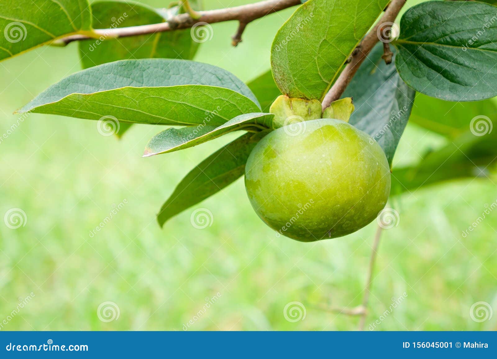 Unripe Persimmon Fruit among Green Leaves Stock Image - Image of food ...
