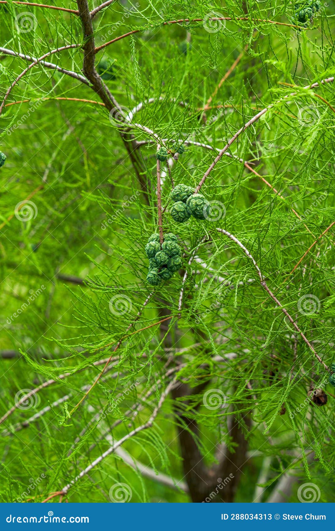 Unripe Pine Cones Growing on a Pine Tree Grown Outdoors Stock Image ...