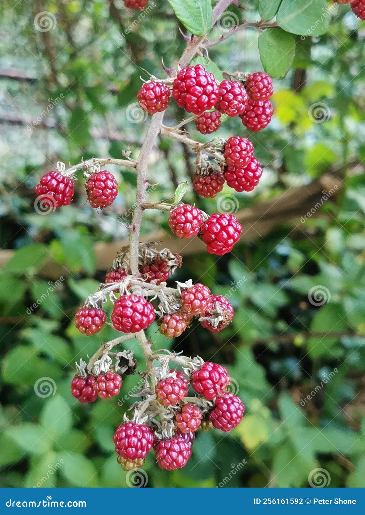Unripe Pink Bramble Black Berries Stock Photo - Image of bramble, plant ...