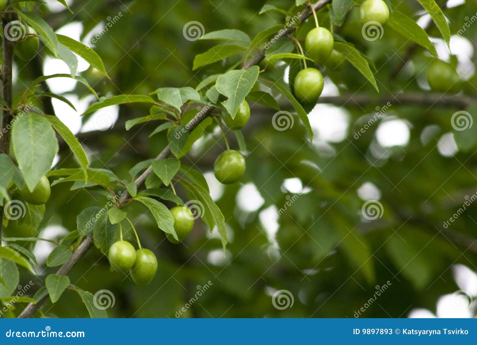 Unripe plum stock image. Image of small, nature, unripe - 9897893