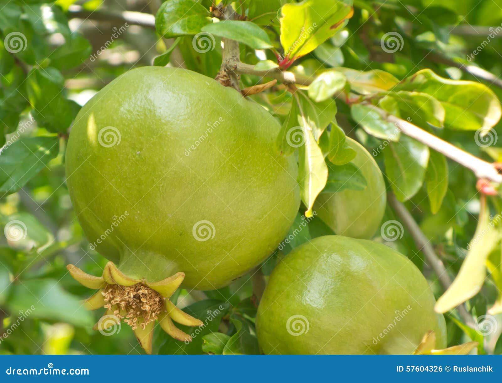 Unripe pomegranate stock photo. Image of food, plant - 57604326