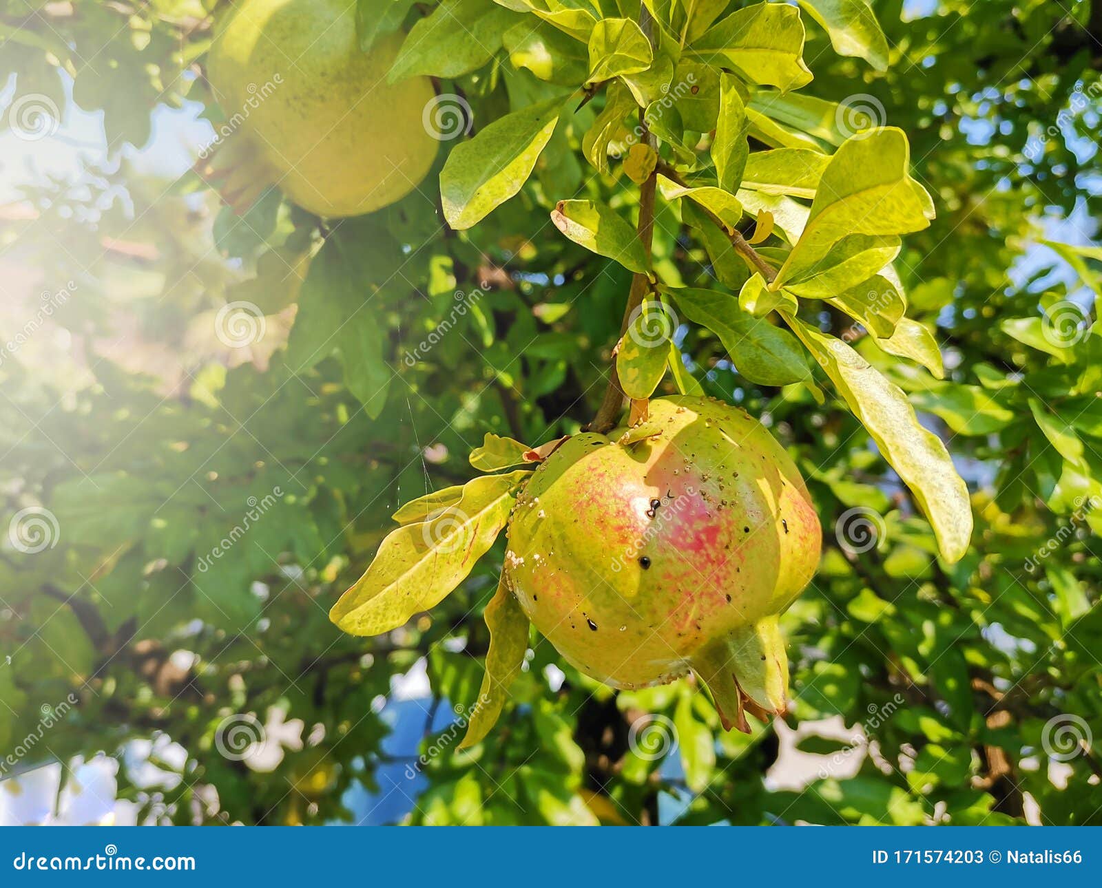 Unripe Pomegranate Fruit is Hanging on Sun-drenched Green Pomegranate ...