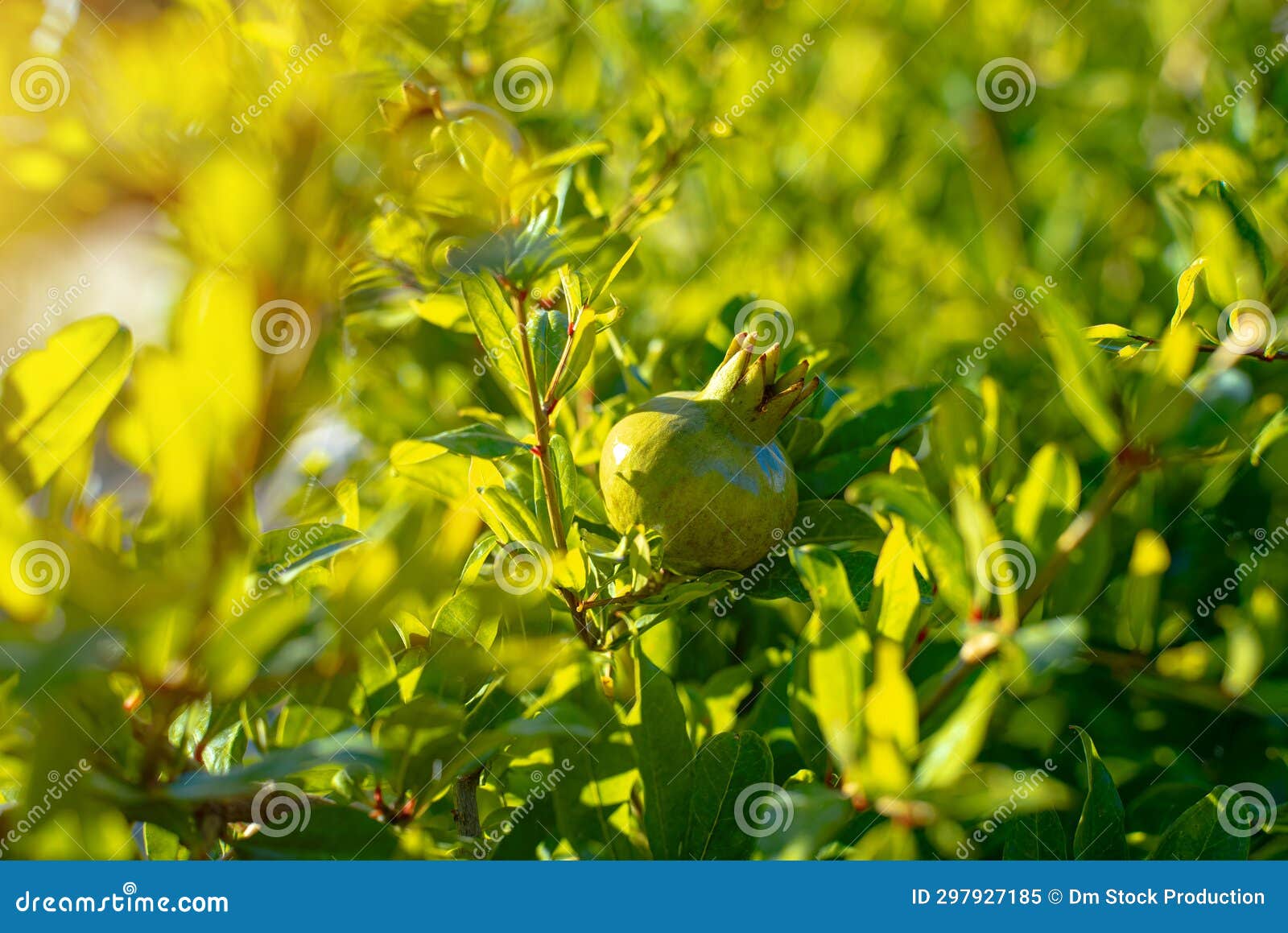 Unripe pomegranate fruit stock image. Image of foliage - 297927185