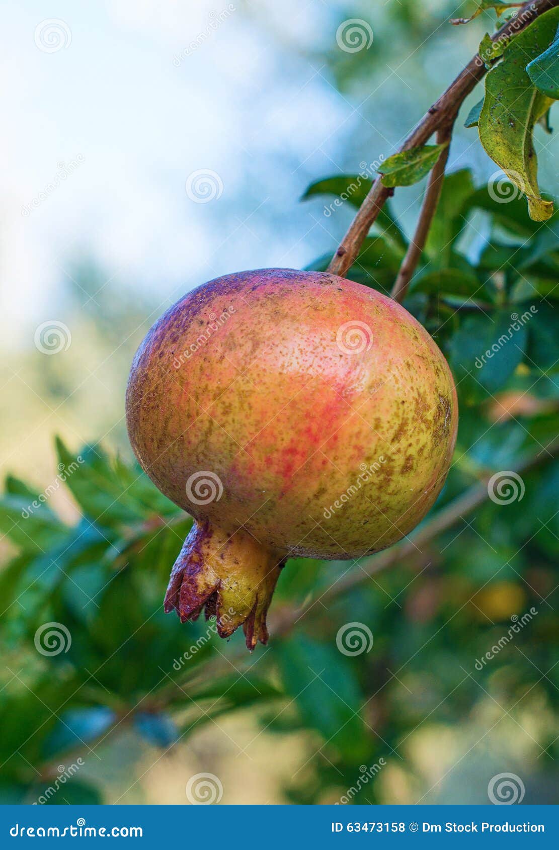 Unripe pomegranate. stock photo. Image of delicious, fresh - 63473158