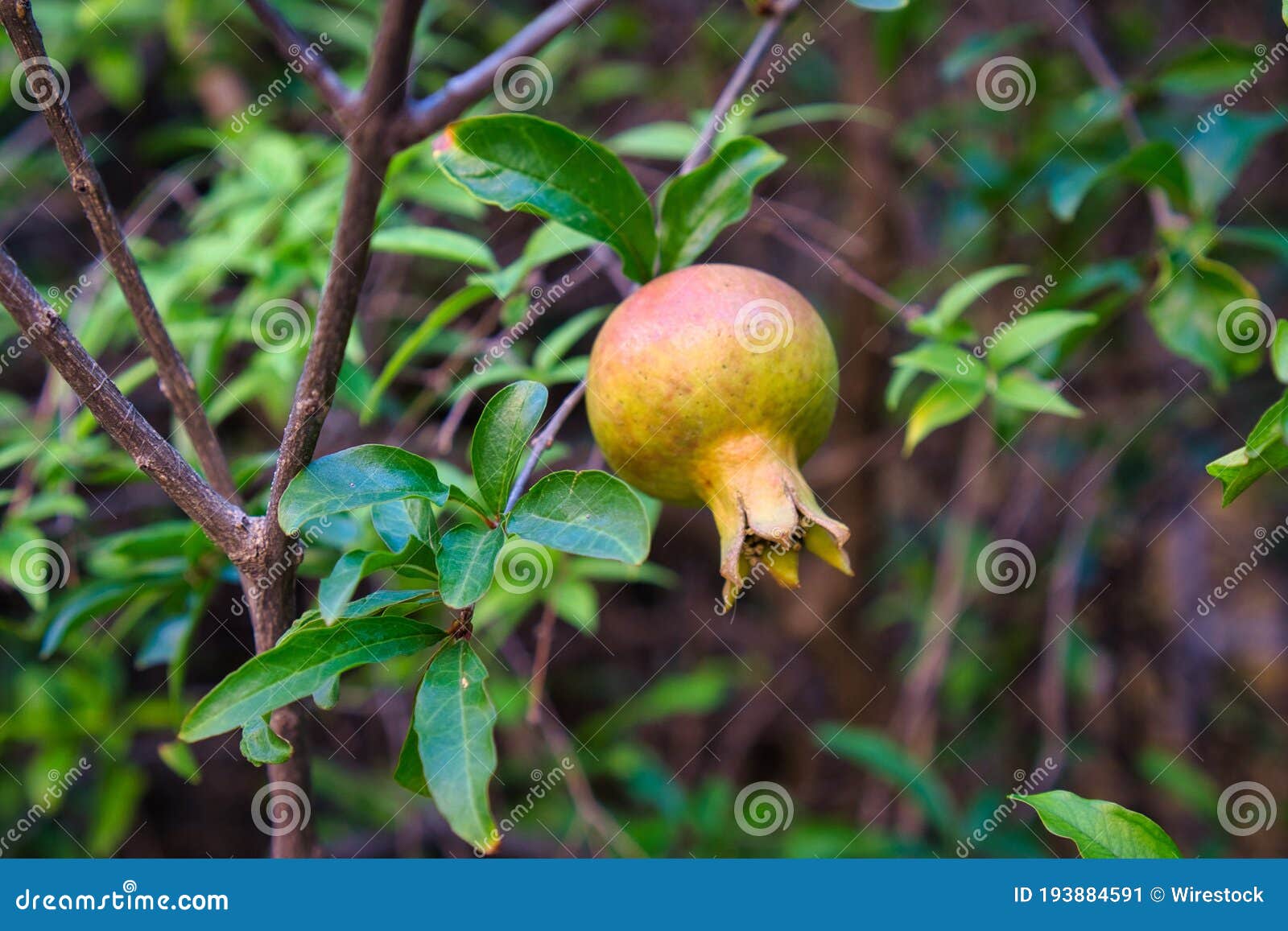 Unripe Pomegranate on a Tree Branch in a Field Under the Sunlight with ...