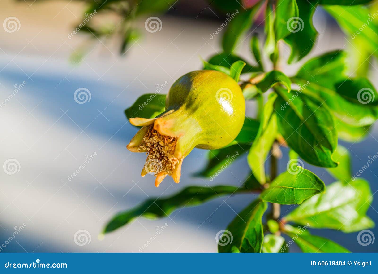 Unripe Pomegranate in a Tree Stock Photo - Image of summer, exotic ...