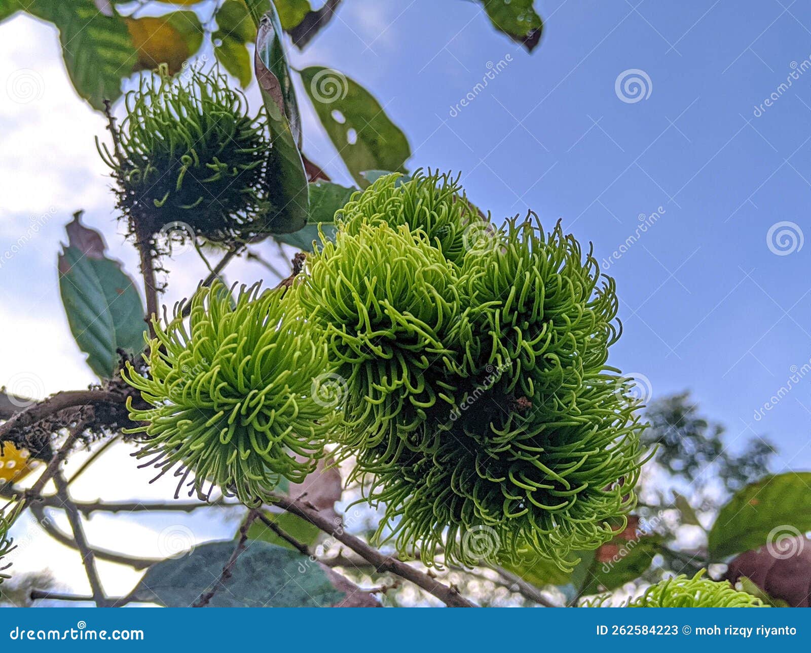 Unripe Rambutan Fruit,native Indonesian Fruit Stock Image - Image of ...