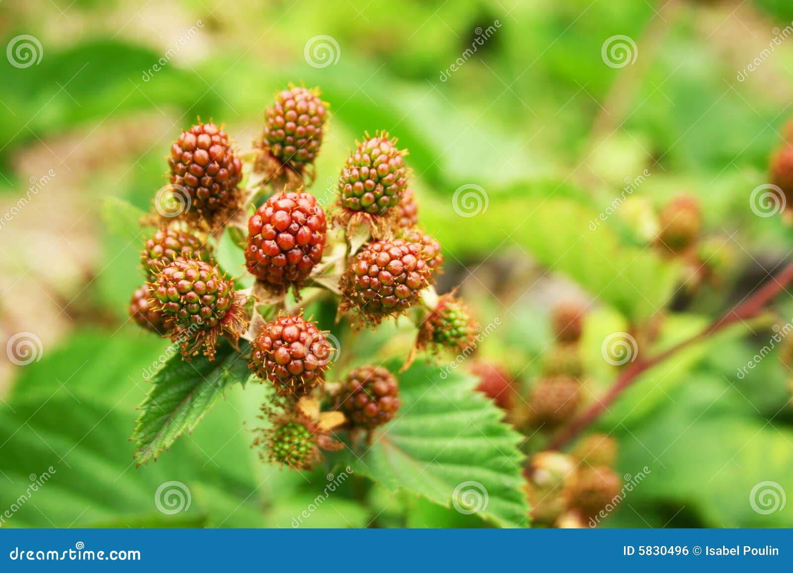 Unripe raspberries stock photo. Image of green, grow, fully - 5830496
