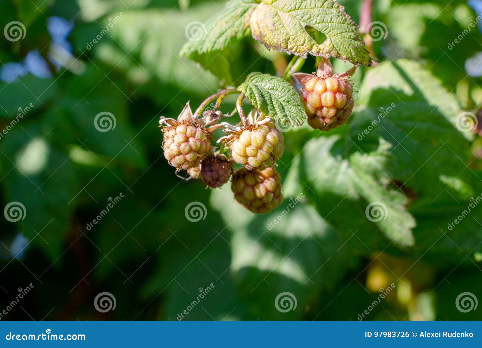 Unripe raspberry berries stock photo. Image of sunny - 97983726