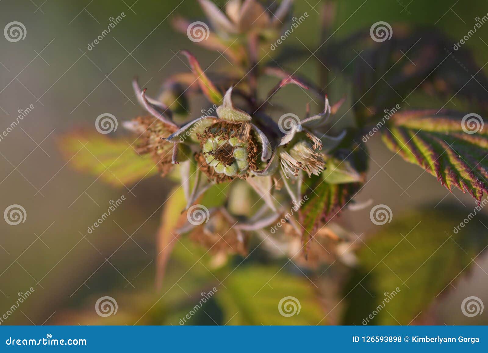 Unripe Raspberry on Fall Foliage Stock Photo - Image of raspberry, rust ...