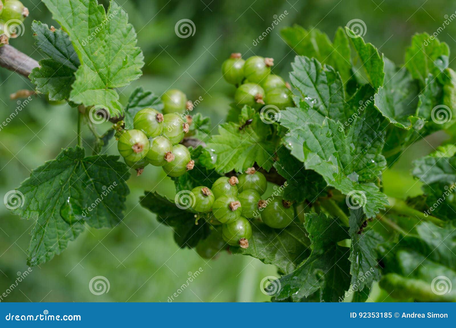 Unripe red currant berries stock image. Image of leaf - 92353185