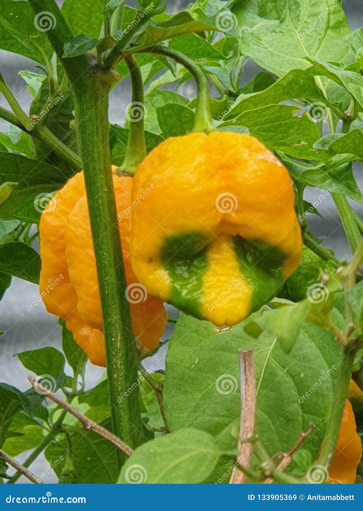 Unripe Scotch Bonnet Chilli on Plant Stock Image - Image of unripe ...