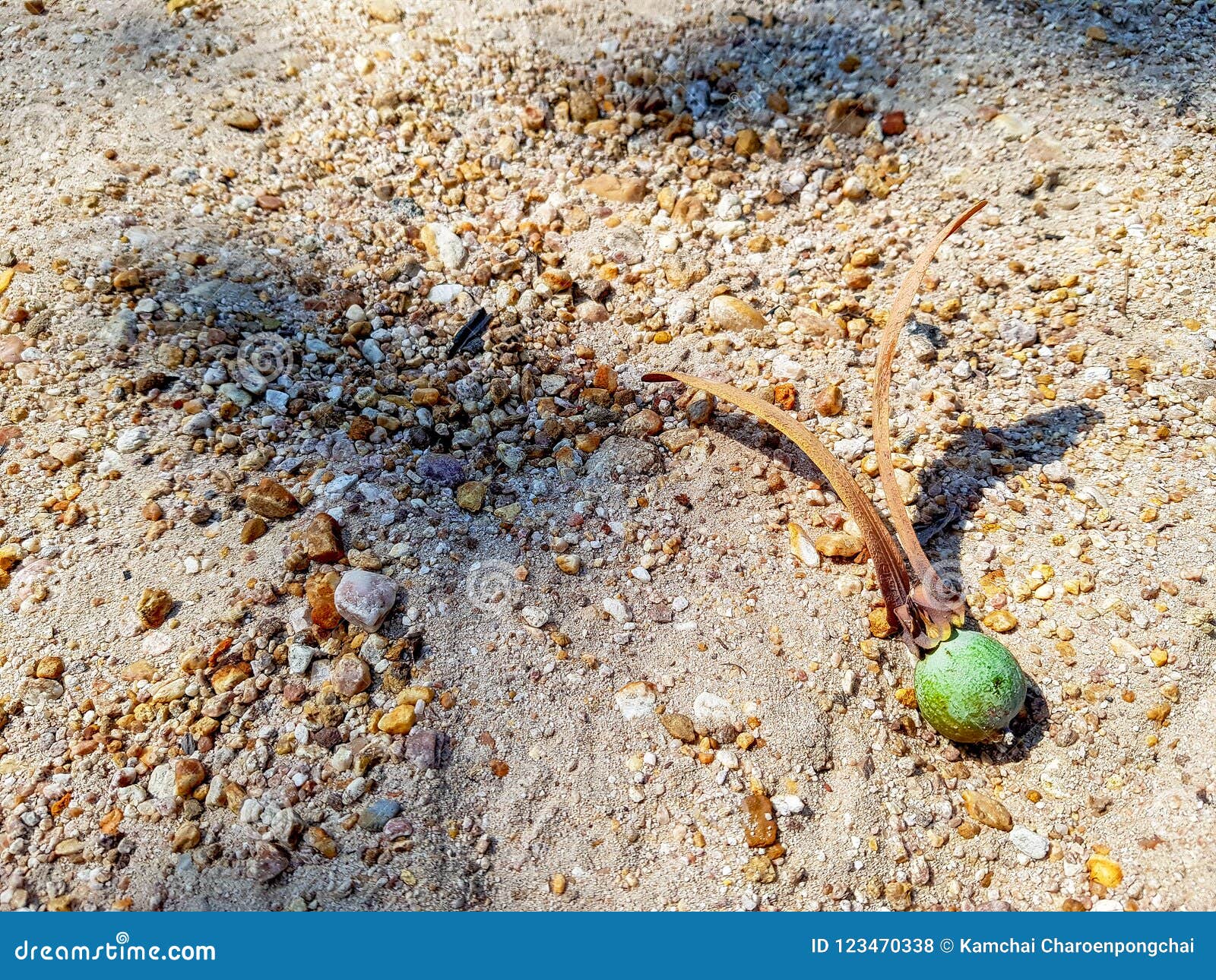 Hairy Keruing Tree Is A Plant With Red Flowers Isolated On White ...