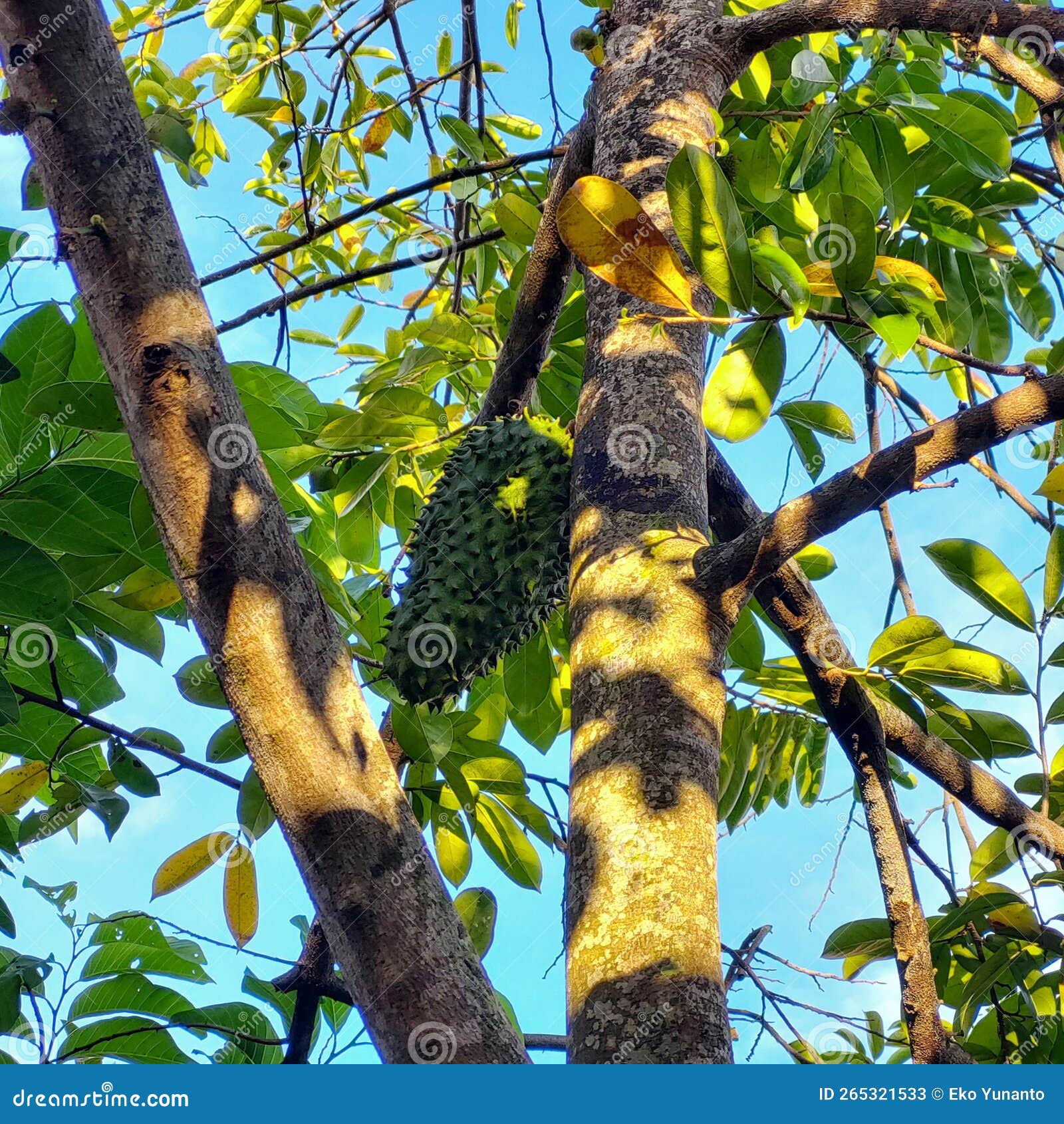 Unripe Soursop Fruit on the Tree Stock Image - Image of tree, herb ...