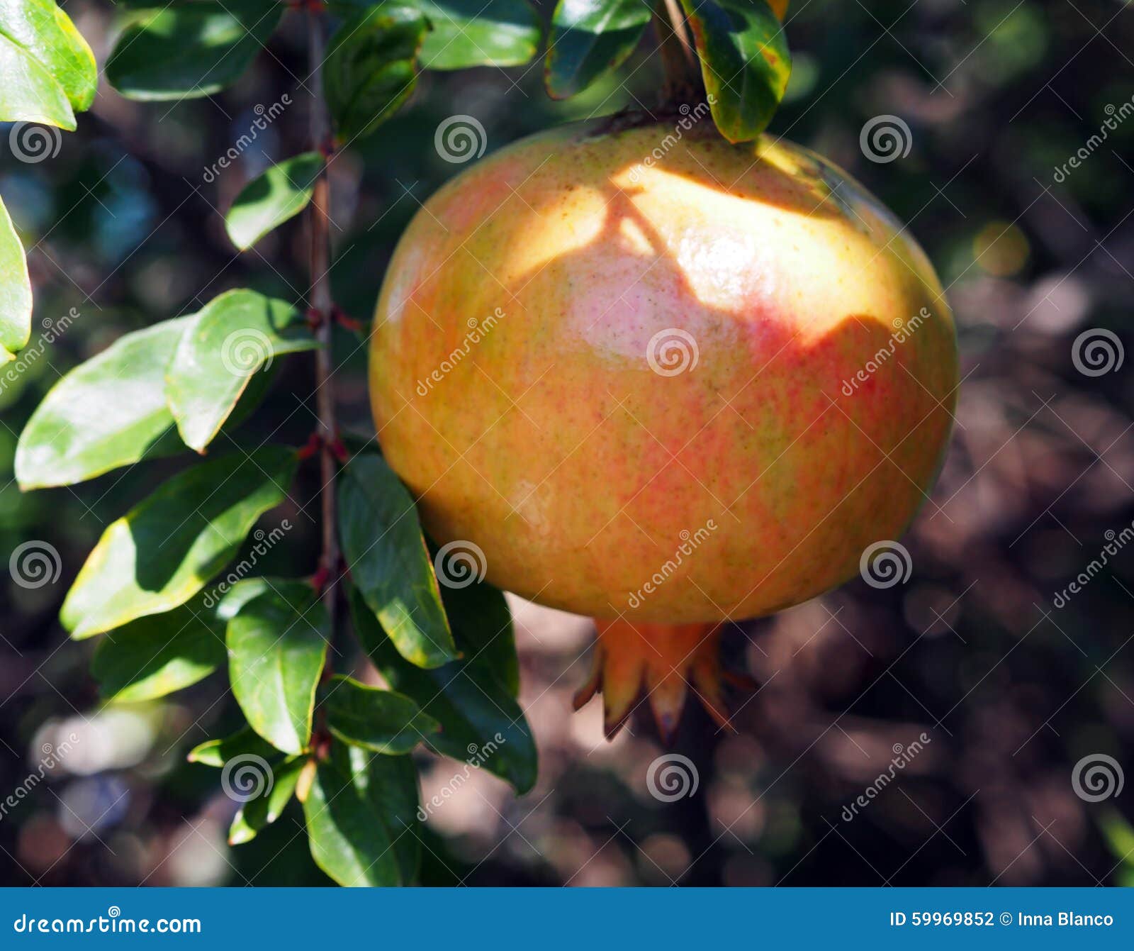Unripe Spanish Pomegranate on a Tree Stock Photo - Image of natural ...
