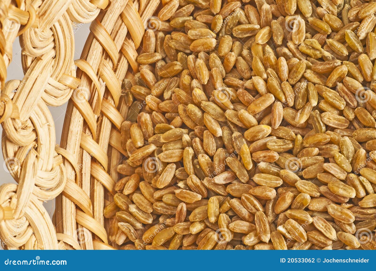 Unripe spelt grain stock photo. Image of grain, diet - 20533062