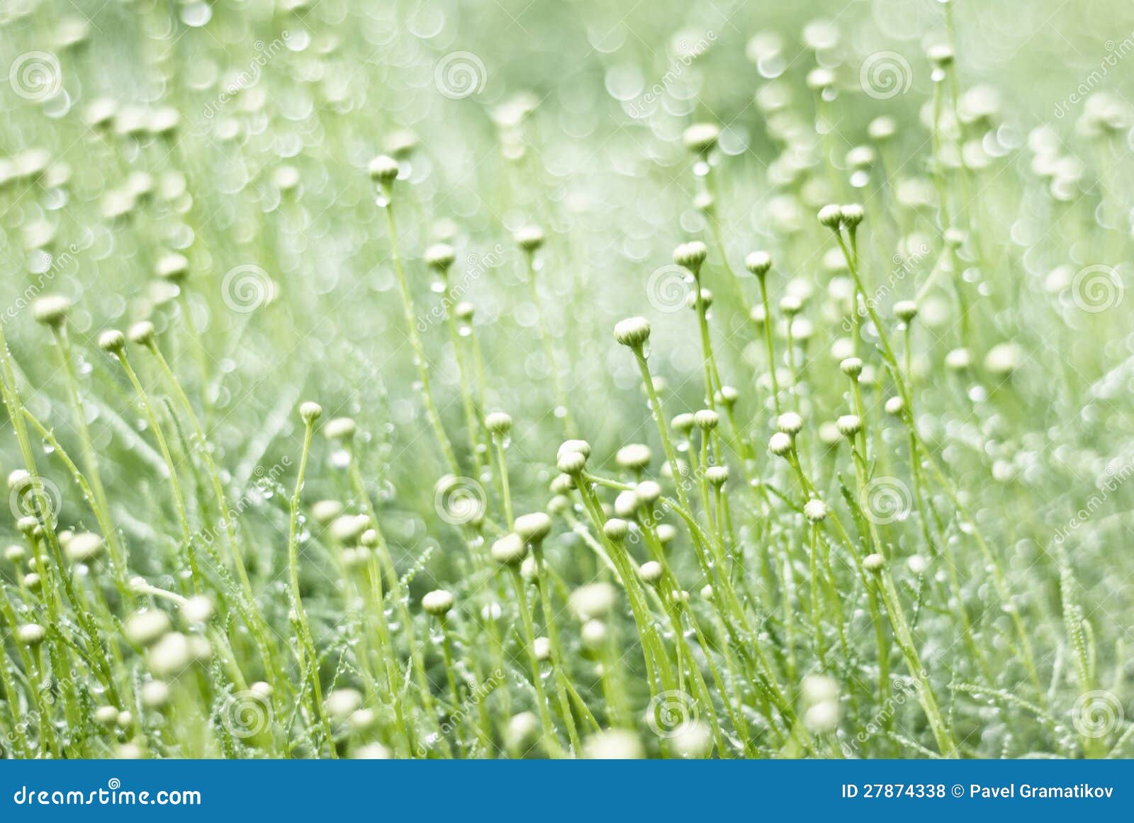 Unripe Spring flowers stock photo. Image of flower, beautiful - 27874338