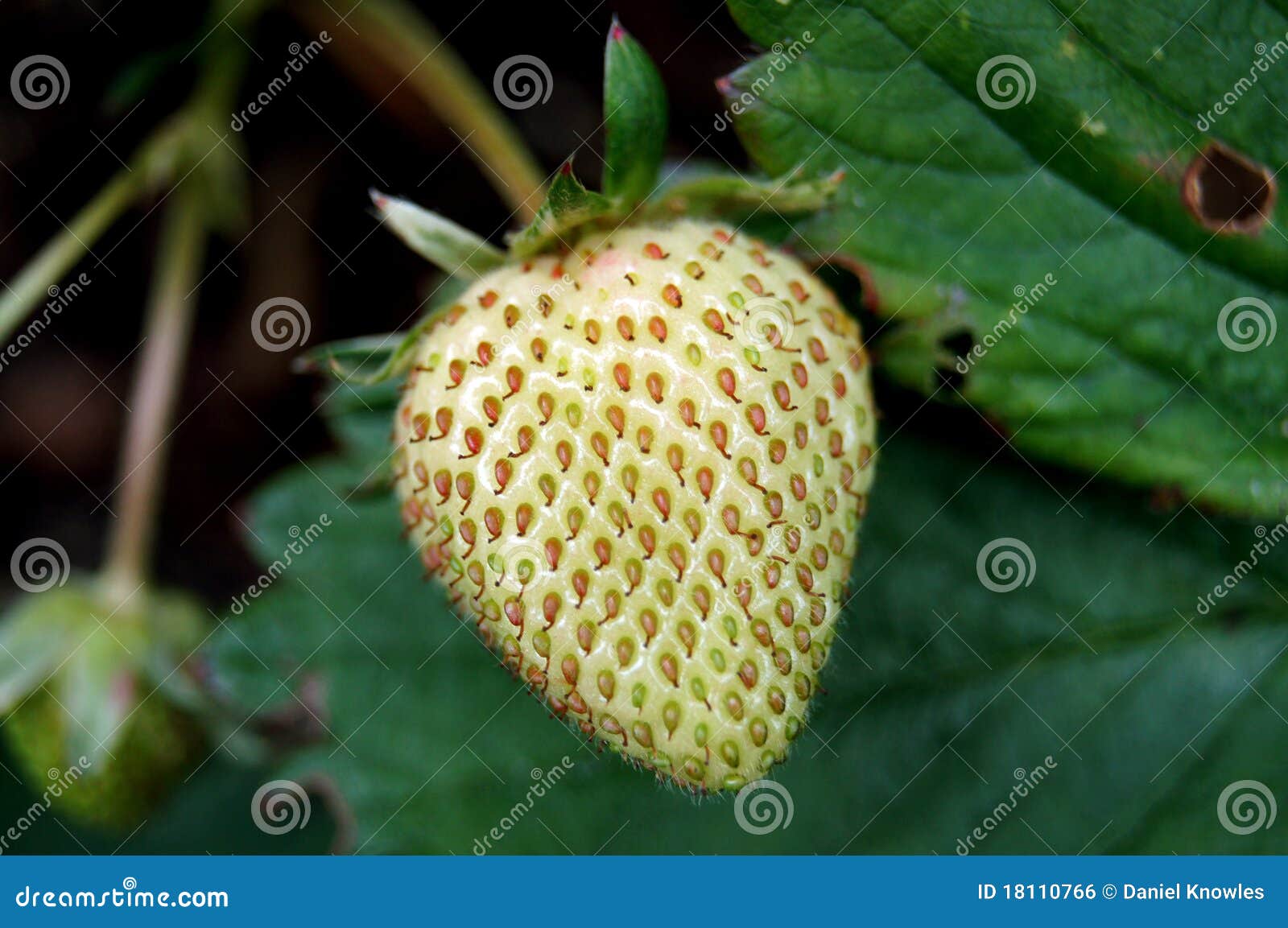Unripe Strawberry stock photo. Image of green, leaves - 18110766
