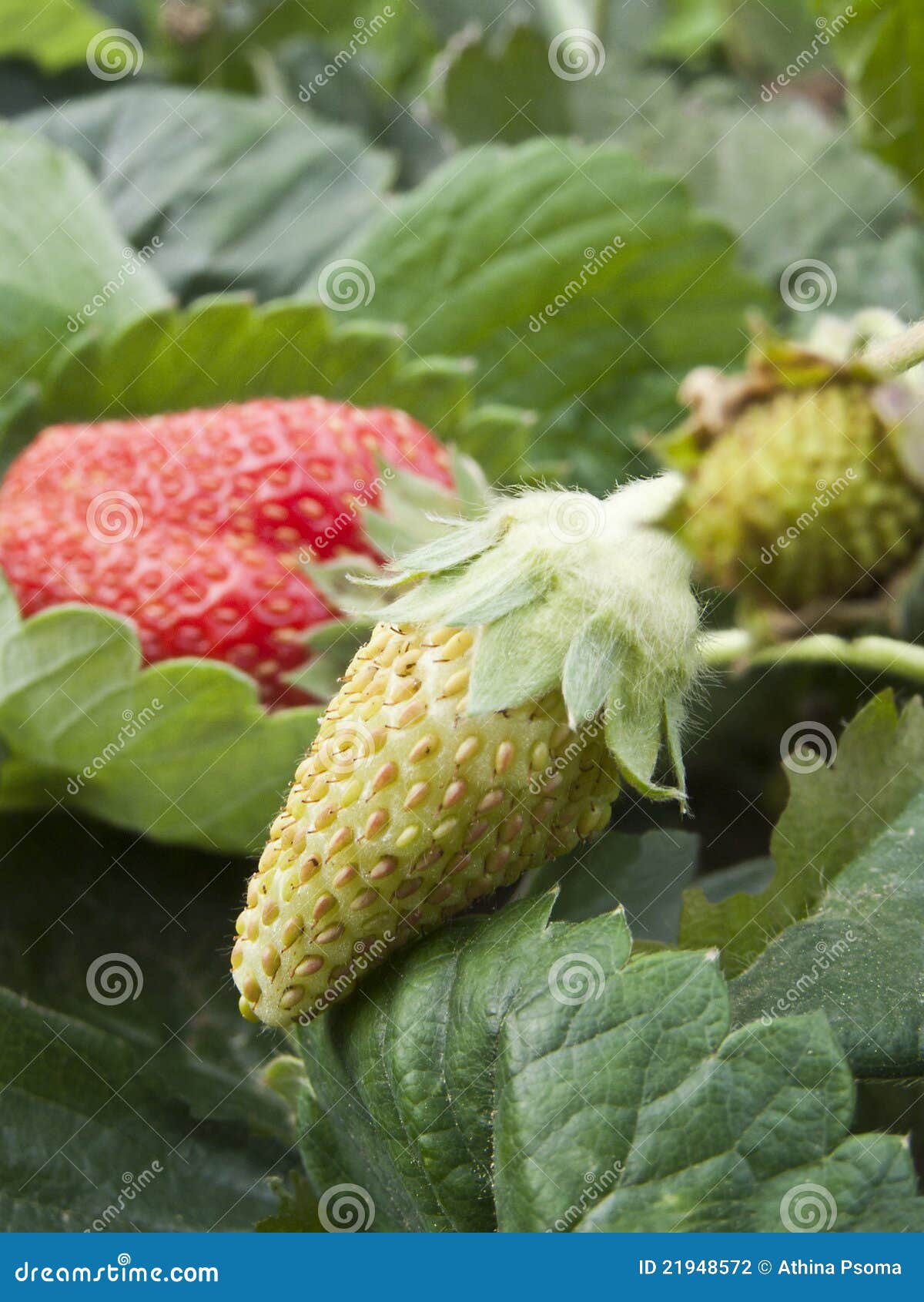 Unripe strawberry stock photo. Image of fragaria, botanical - 21948572