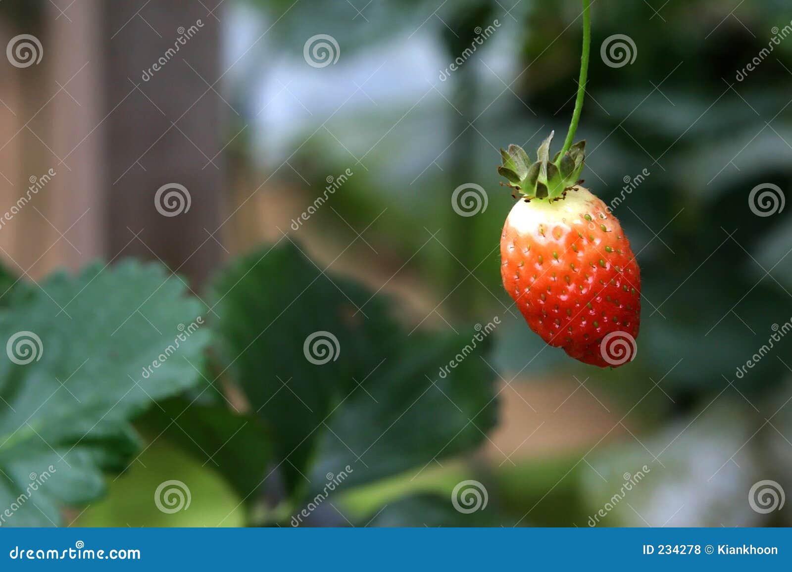 Unripe Strawberry stock photo. Image of agricultural, land - 234278