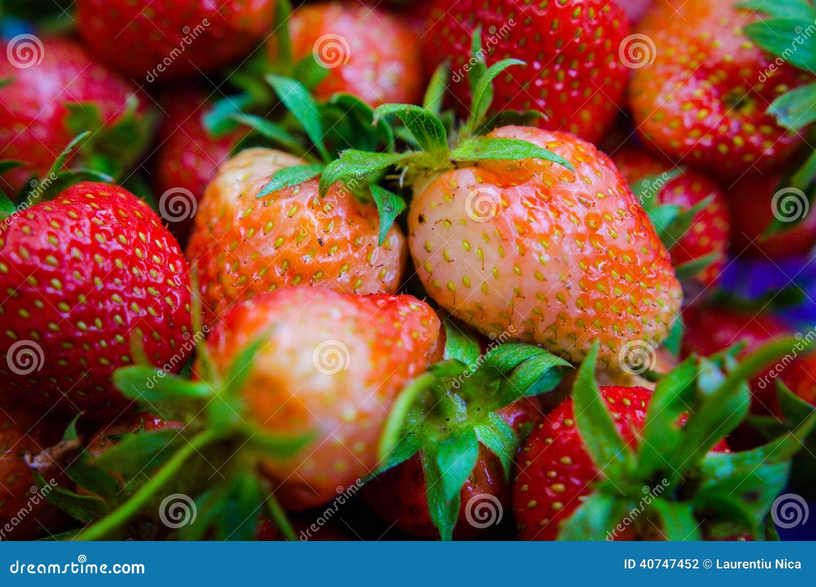 Unripe strawberry stock photo. Image of background, field - 40747452