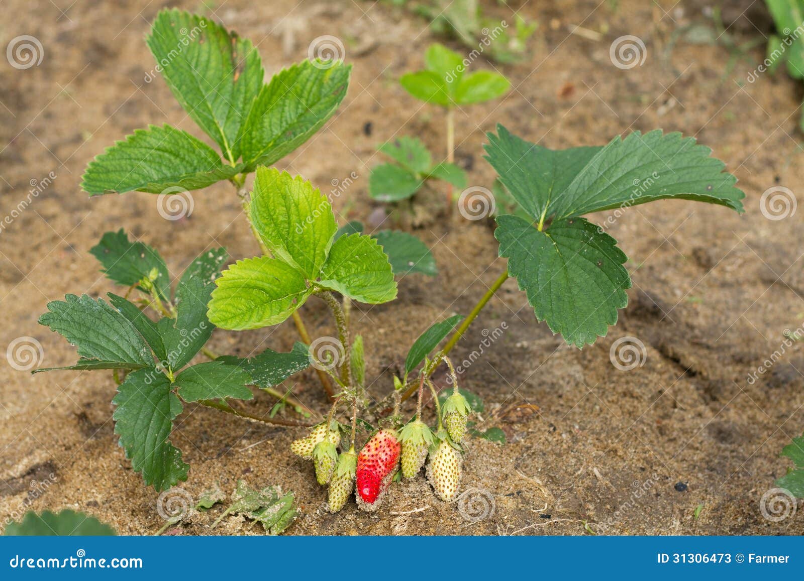Unripe strawberry stock image. Image of dirt, growing - 31306473