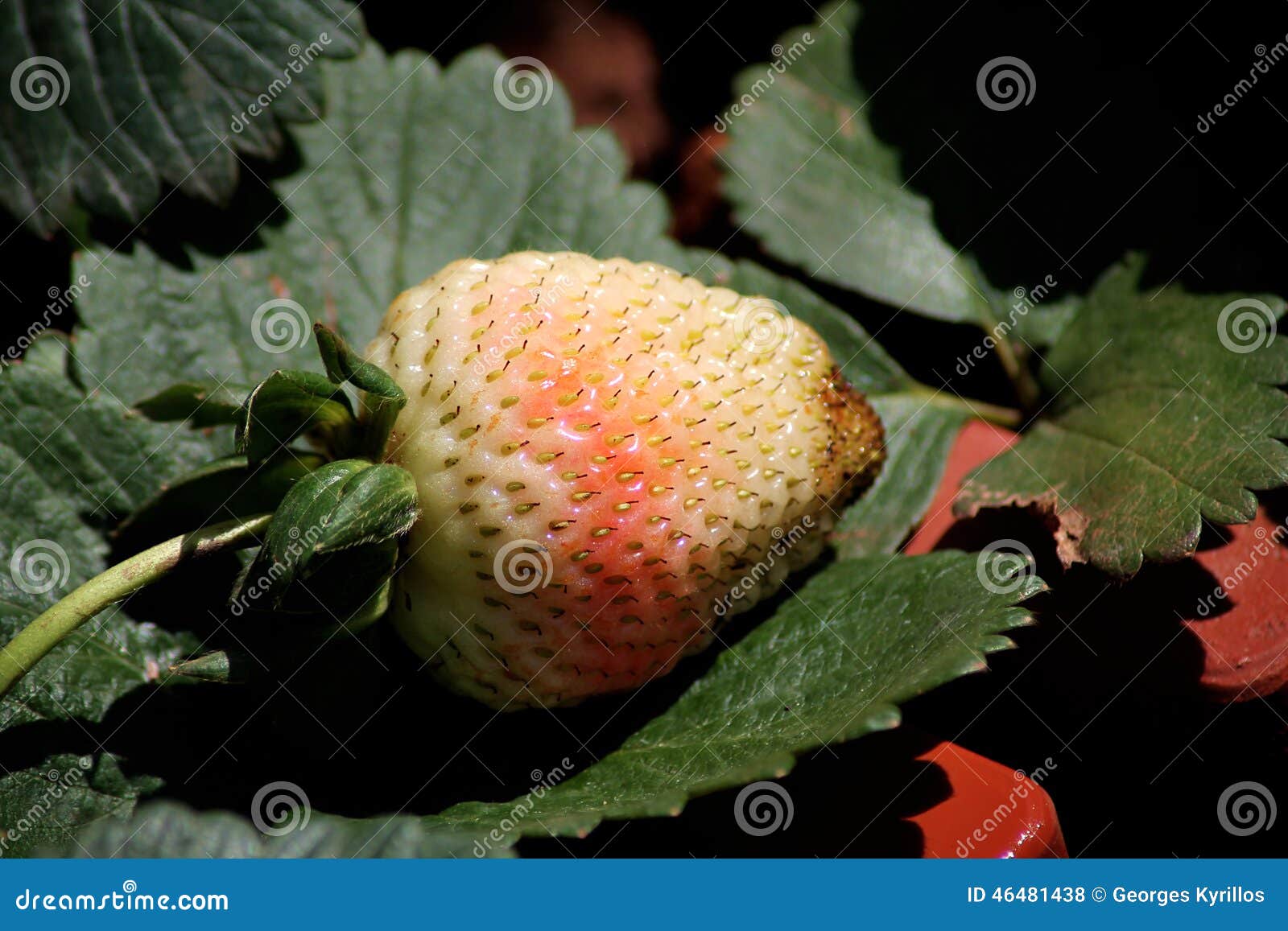 Unripe Strawberry stock photo. Image of food, vitamin - 46481438