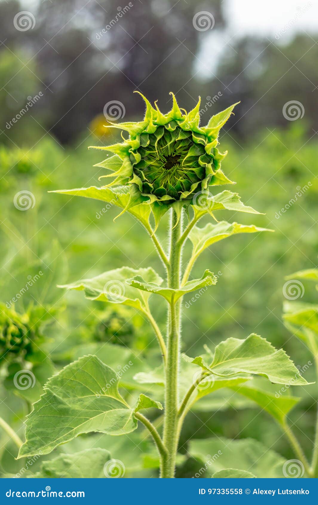 Unripe sunflowern stock photo. Image of bright, inflorescence - 97335558