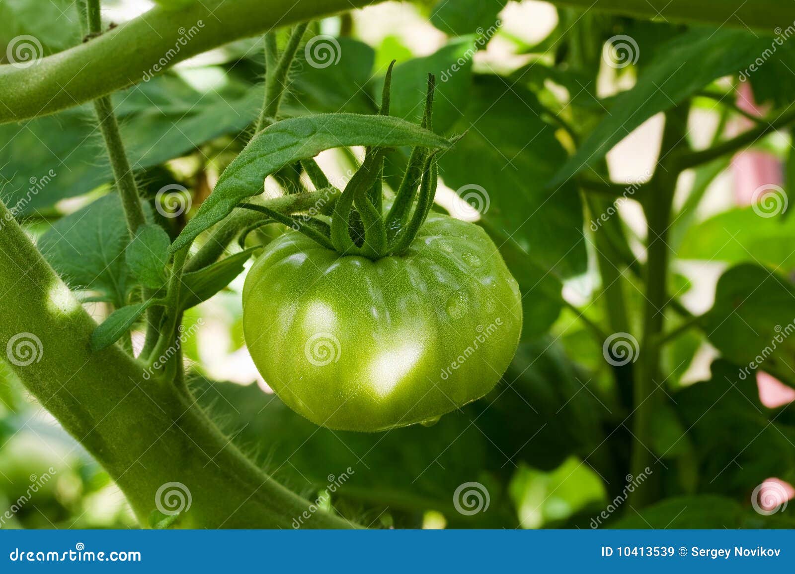 Unripe tomato stock image. Image of food, growing, grow - 10413539