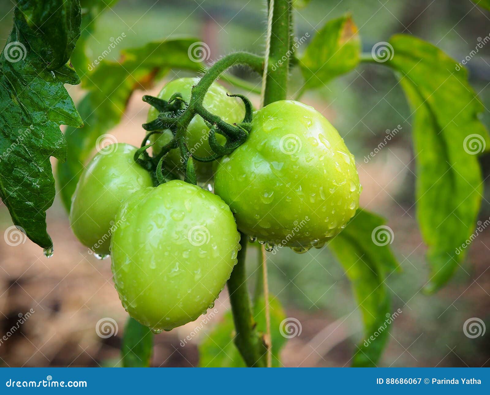 Unripe tomato stock image. Image of crop, growth, agriculture - 88686067