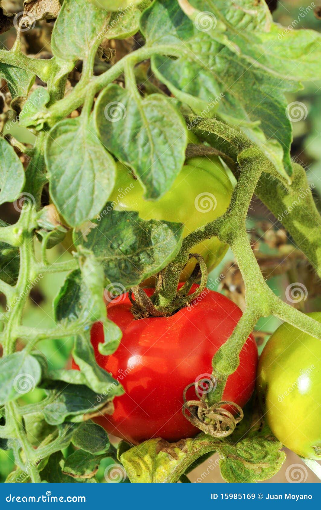 Unripe tomatoes stock image. Image of farming, gourmet - 15985169