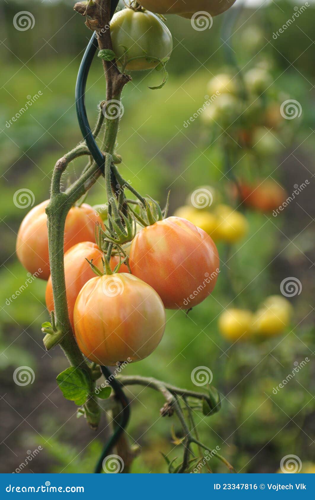 Unripe tomatoes stock photo. Image of juicy, bush, ingredient - 23347816