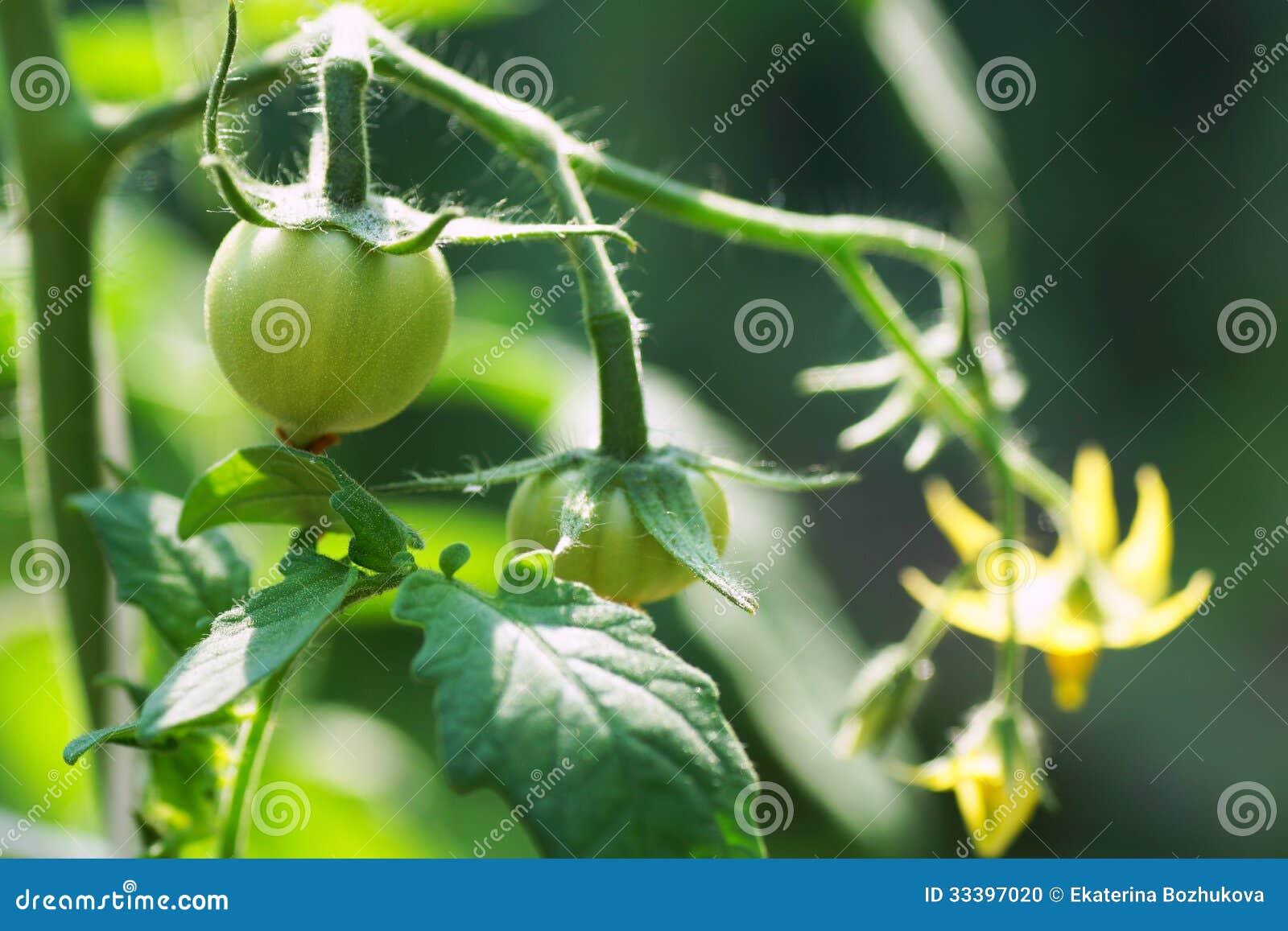 Unripe Tomatoes on a Branch Stock Photo - Image of nature, group: 33397020
