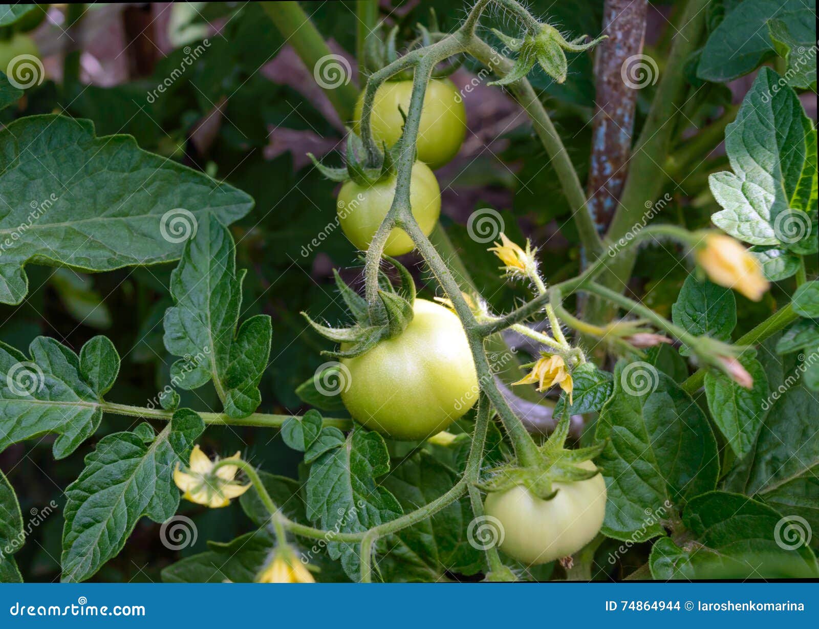Unripe Tomatoes Fruit on Green Stems. Stock Photo - Image of flower ...