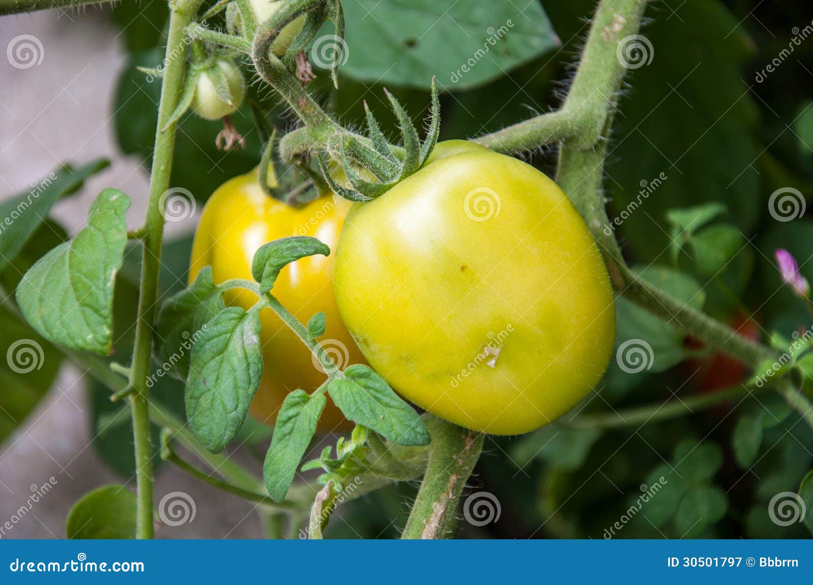Unripe tomatoes on garden stock image. Image of healthy - 30501797