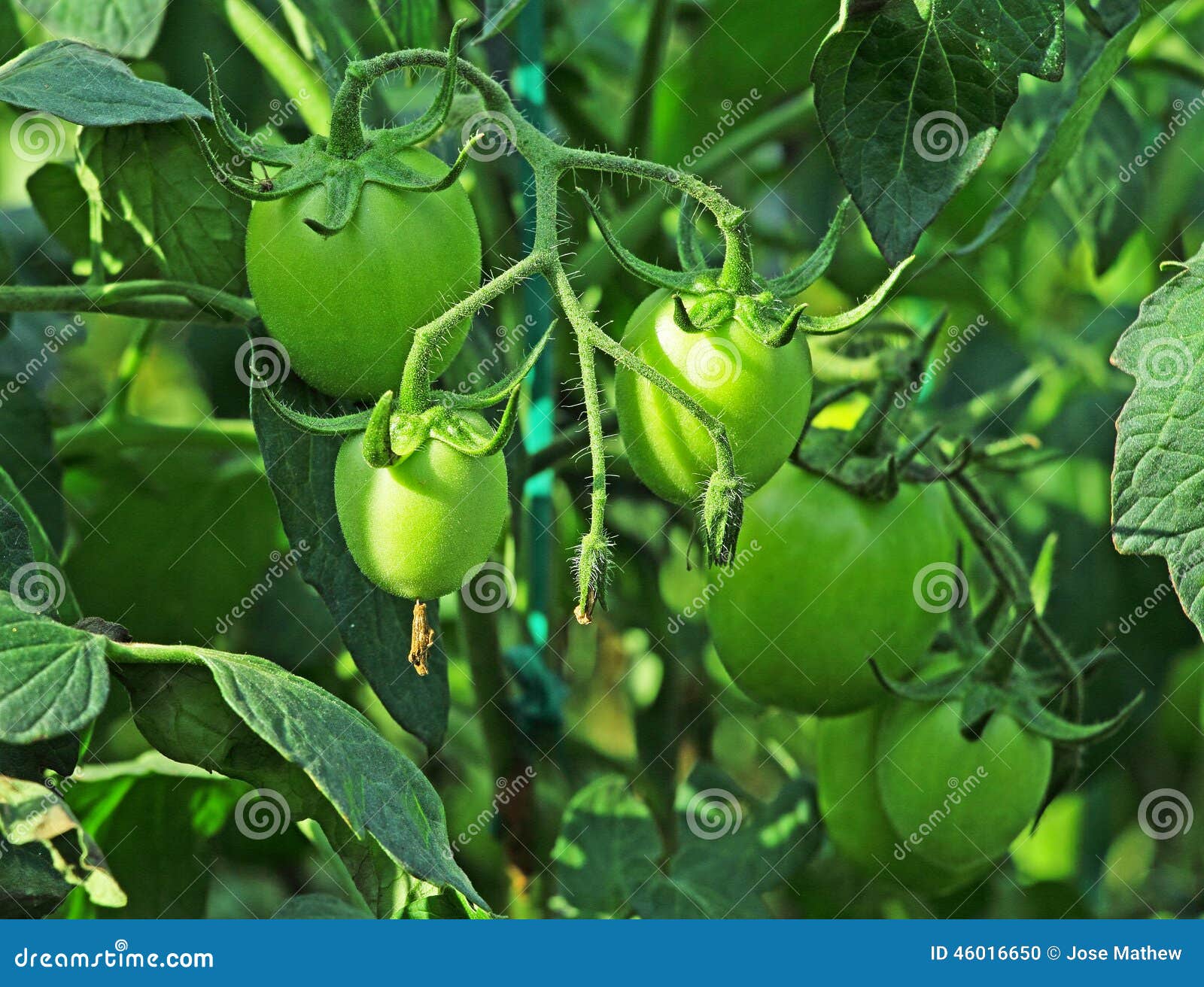 Unripe Tomatoes stock photo. Image of land, fruits, natural - 46016650