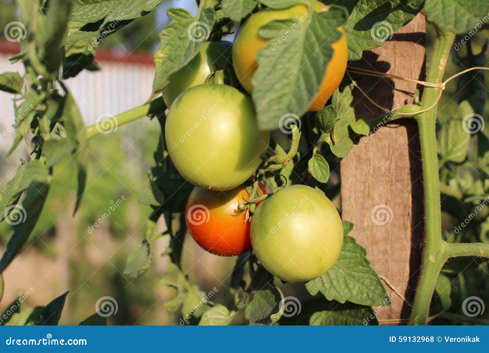 Unripe tomatoes stock photo. Image of unripe, tomato - 59132968