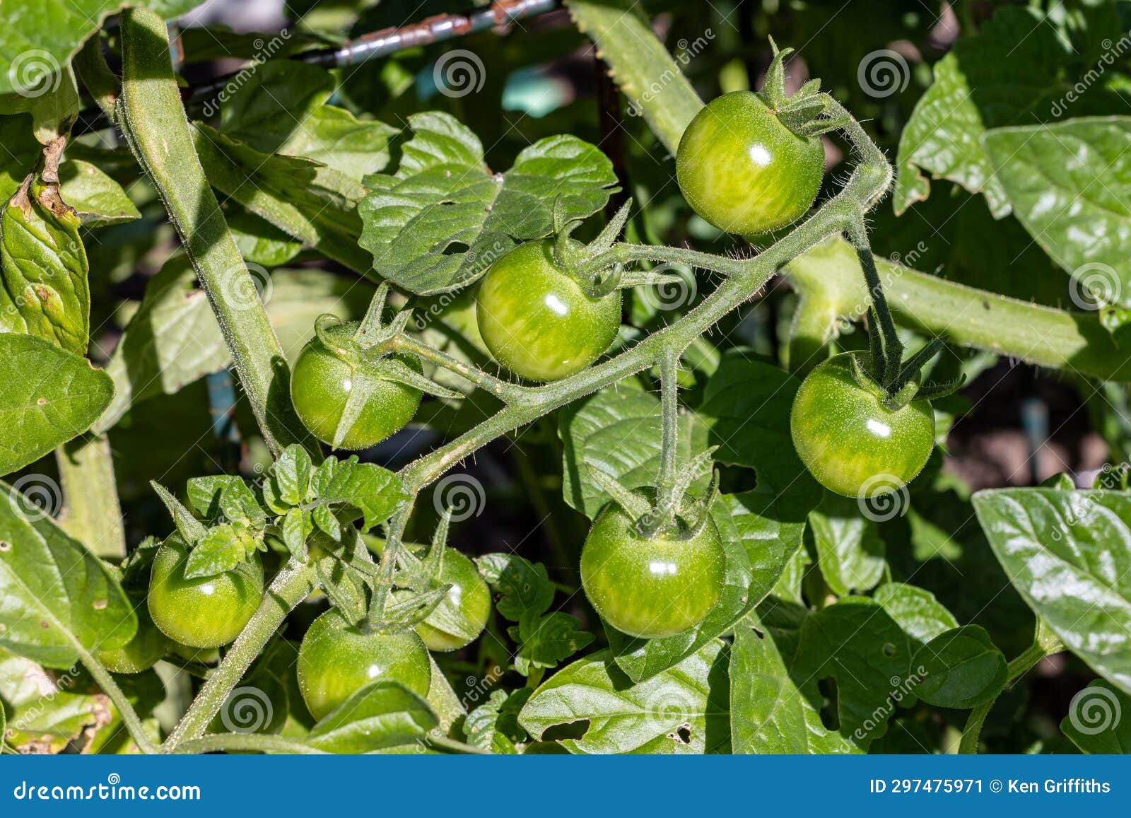Unripe tomatoes stock image. Image of plant, fruit, tomatoes - 297475971