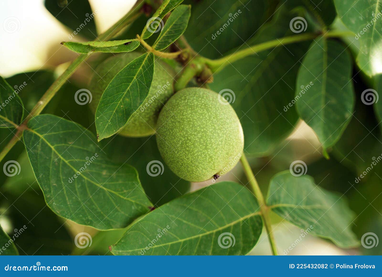 Unripe Walnut Hanging from a Tree Stock Photo - Image of close, green ...