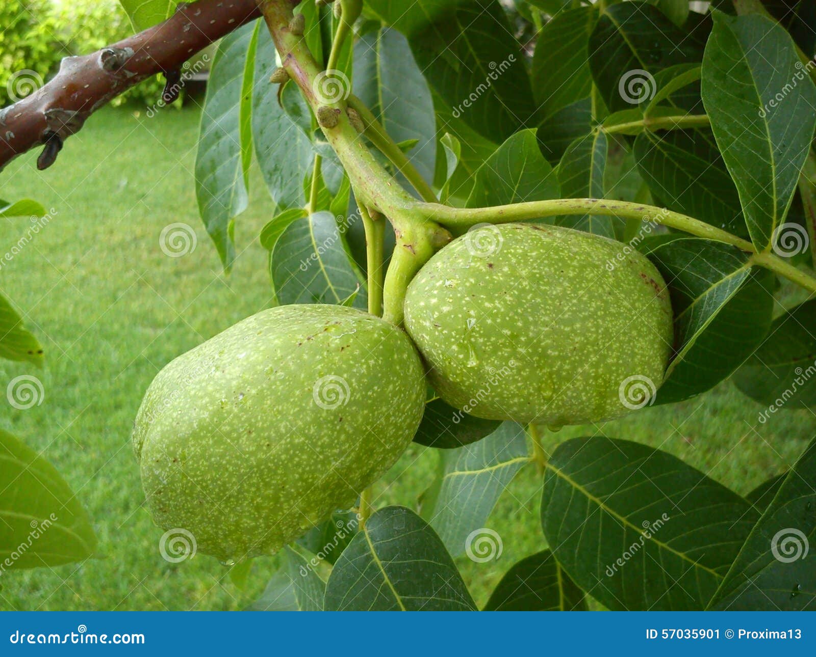 Unripe Walnut on a Tree Branch in Daylight Stock Image - Image of ...