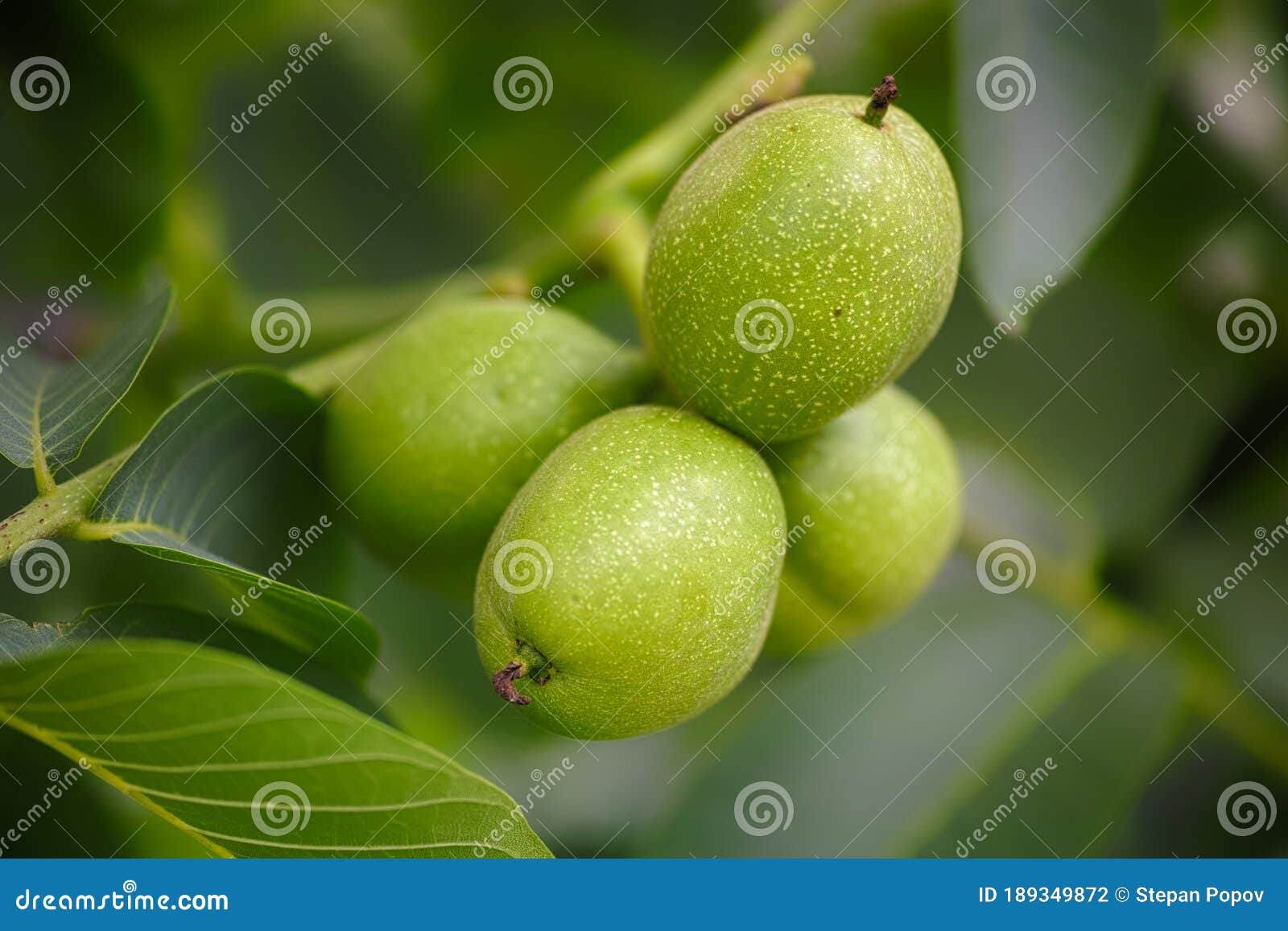Unripe Walnuts Growing on a Tree Stock Photo - Image of unripe, nutwood ...
