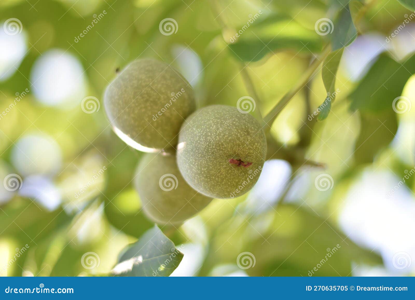 Unripe Walnuts (Juglans Regia) Stock Image - Image of walnuts ...