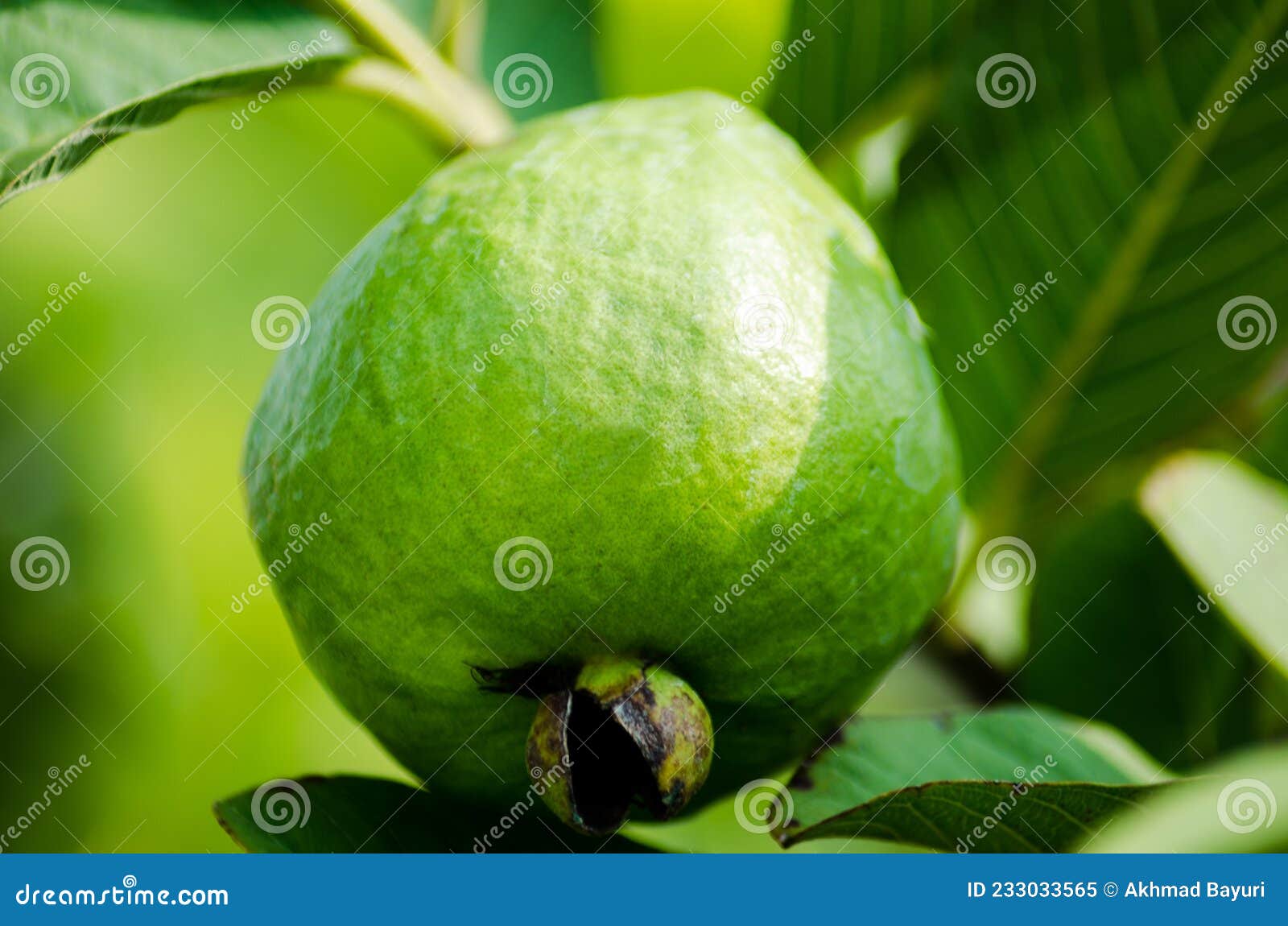 Unripe guava fruit stock image. Image of freshness, close - 233033565