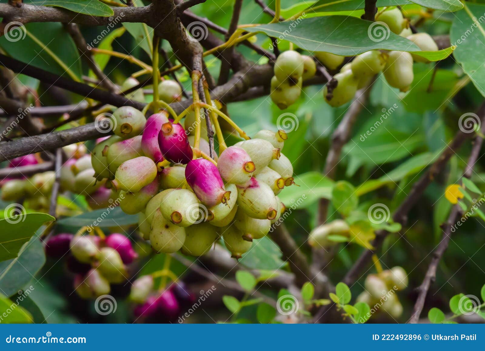 Unriped Jamun Berry Cluster on the Plant. Used Selective Focus Stock ...