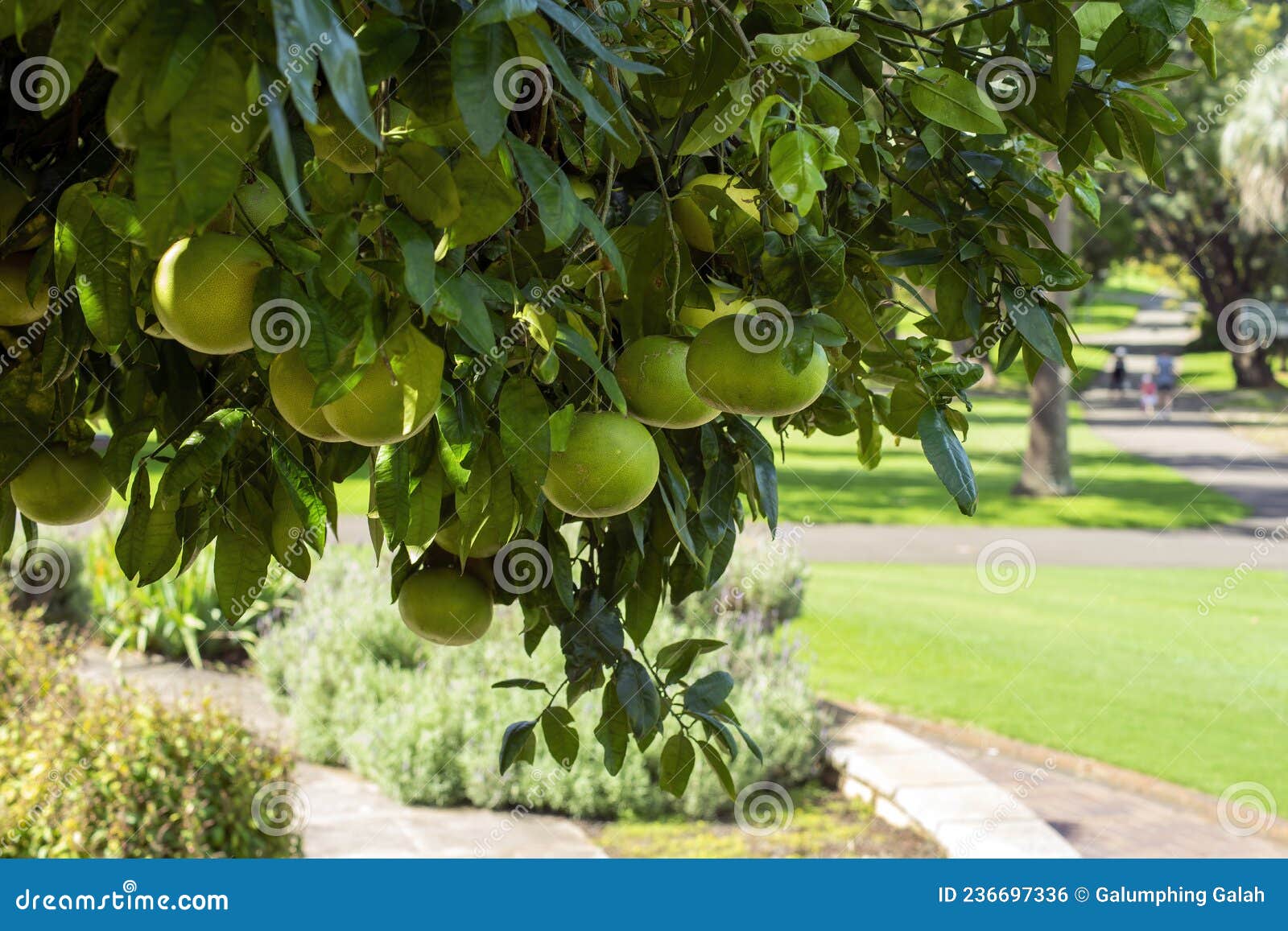 Large Unripened Citrus Fruit Stock Photo - Image of hanging, orchard ...