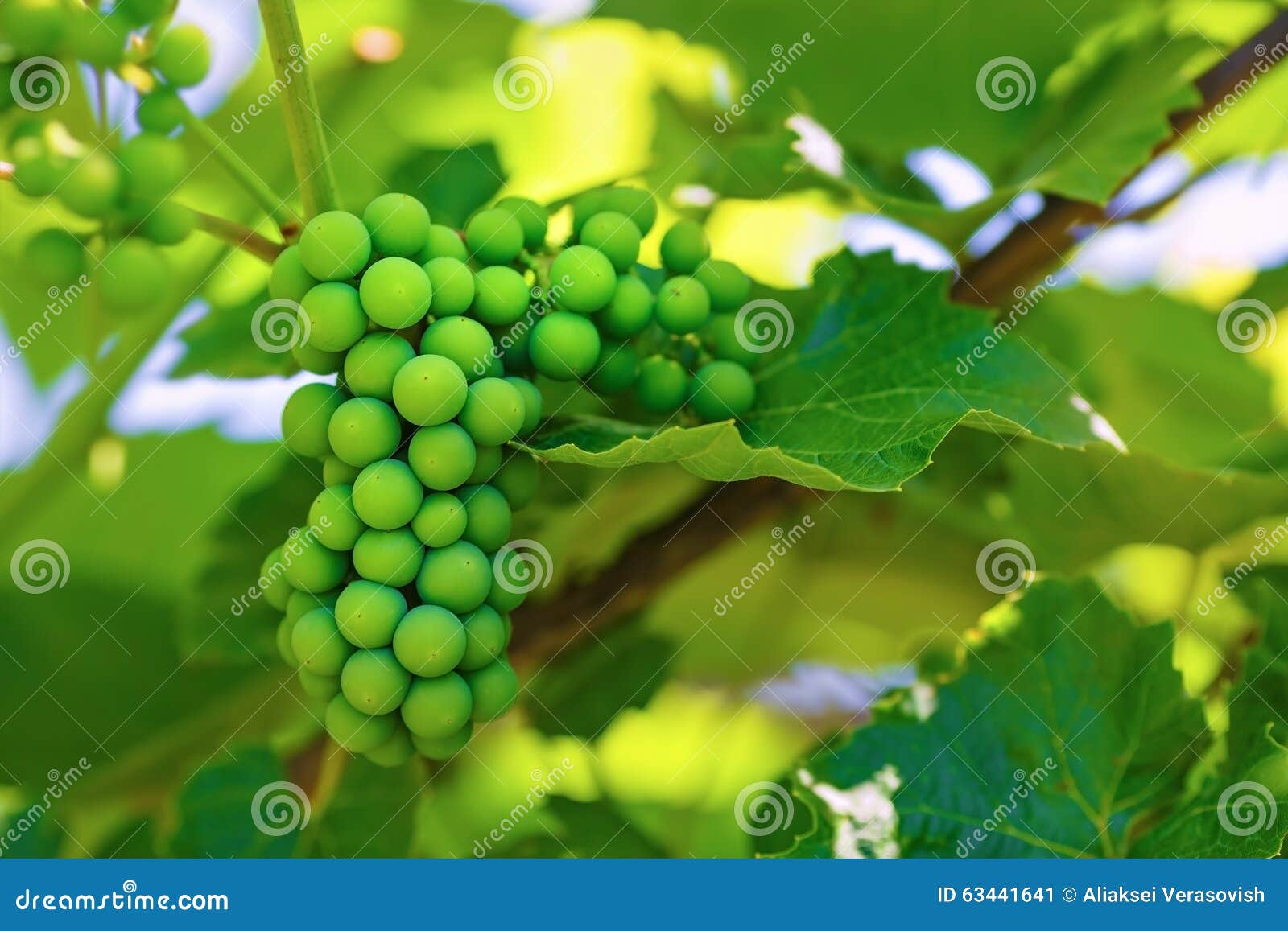 Unripened green grape stock image. Image of foliage, berry - 63441641